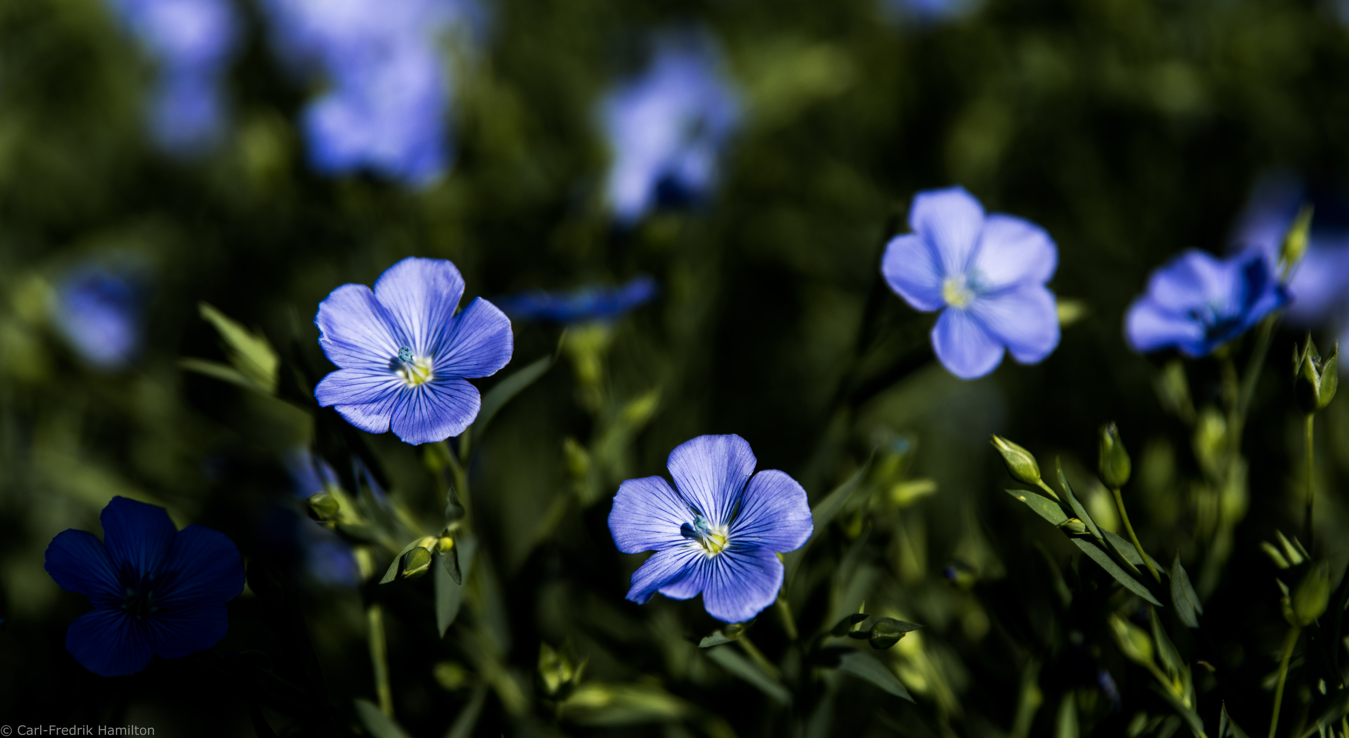 Galleri - Boo Egendom